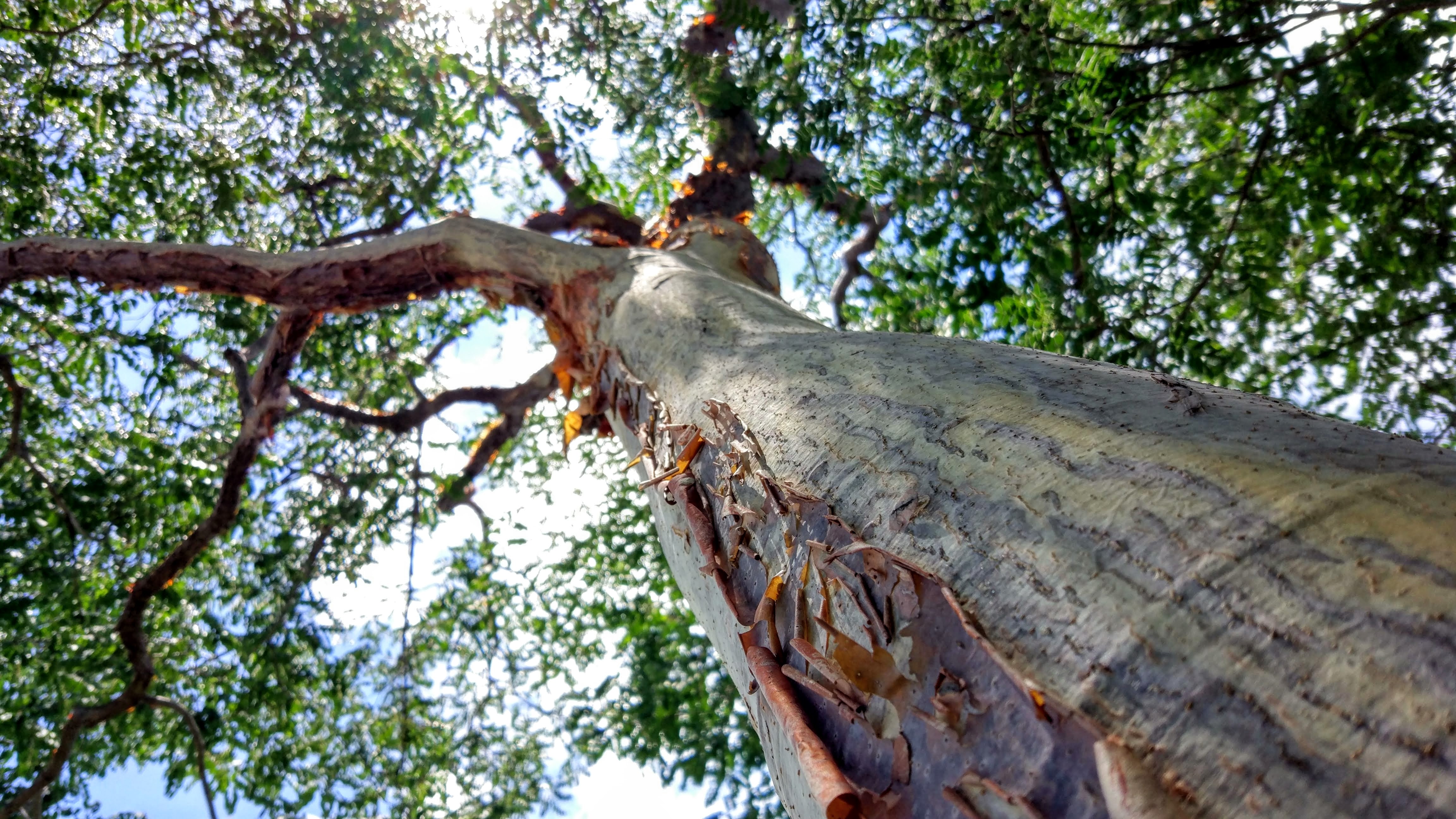 Publications – Tropical Tree-ring Network Website